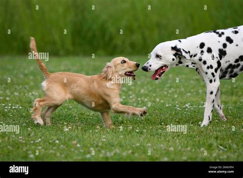 Dalmatian And English Cocker Spaniel 5 Months English Cocker Spaniel