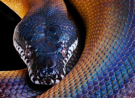 Python 1080p 2k 4k 5k Hd Wallpapers Free Download Wallpaper Flare