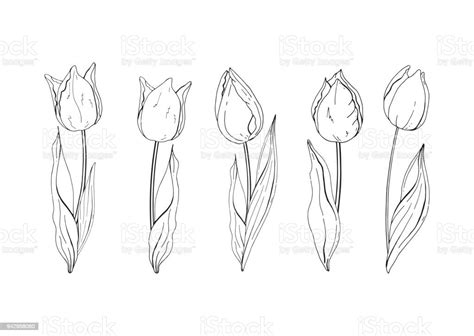 꽃 배경에서 분리입니다 벡터입니다 손으로 그린 벡터 튤립 세트입니다 스케치 꽃 나무에 대한 스톡 벡터 아트 및 기타 이미지 꽃 나무 꽃 식물 꽃잎 Istock