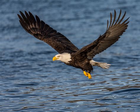 Free Images Wing Explore Wildlife Beak Fauna Bird Of Prey Bald