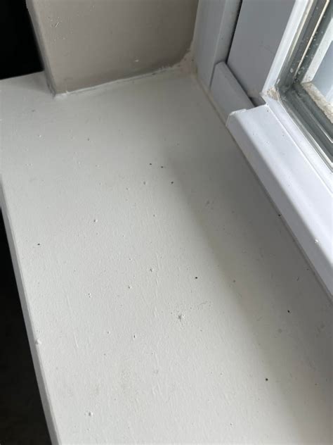 Identifying This Bug Rwhatisthisbug