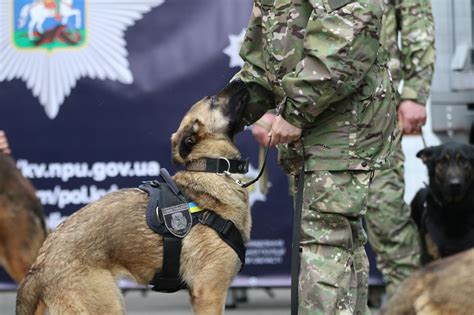 Поліція Київщини отримала 11 службових собак ФОТО