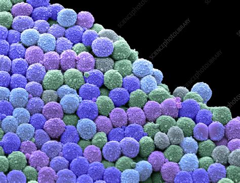 Keyboard Bacteria Sem Stock Image C058 1711 Science Photo Library