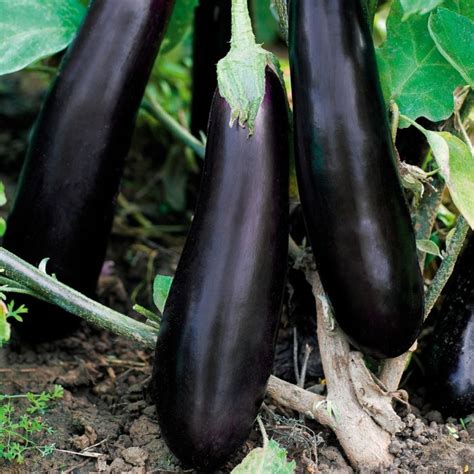 Aubergine Kazimir F1 greffée Potagers Meilland Richardier