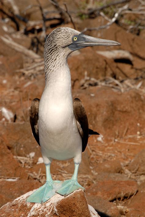Free Images Sea Water Blur Seabird Wildlife Wild Beak Avian