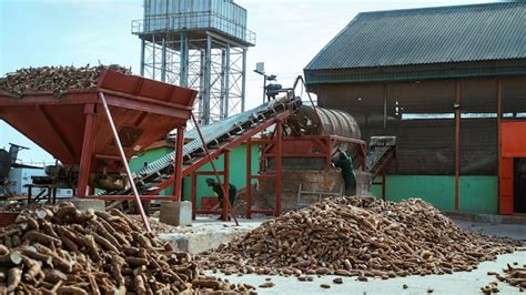 Premium Photo Cassava Tubers Being Processed