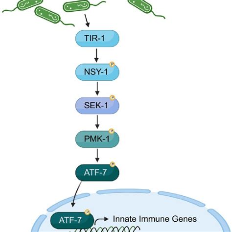 The P38 Mediated Innate Immune Signaling Pathway The P38 Mediated