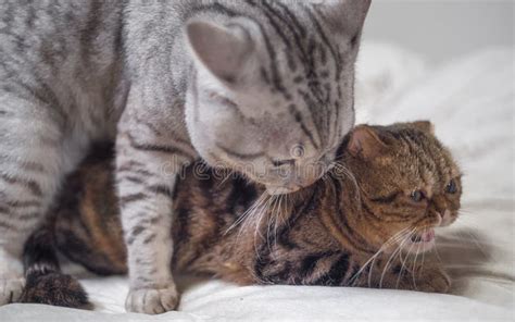 Blue Scottish Fold Cat Lays On A Red Carpet Stock Image Image Of Eaya Innocence