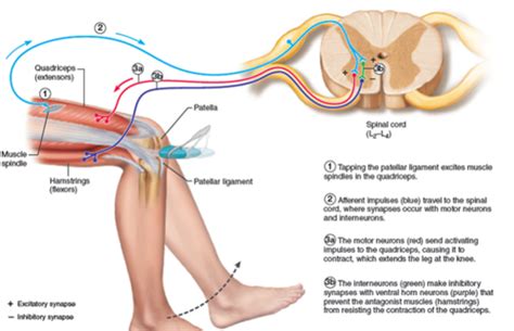 Patellar Reflex Flashcards Quizlet