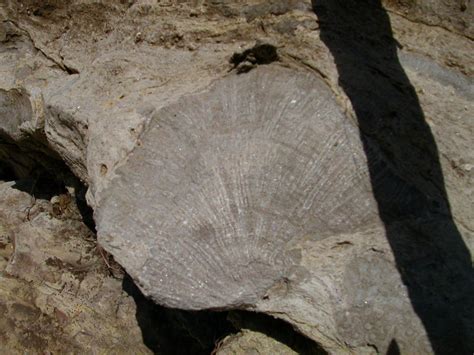 Seashell Fossil By Big Birdy563 On Deviantart