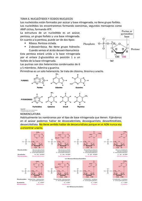 TEMA nucleótidos y ac TEMA NUCLEÓTIDOS Y ÁCIDOS NUCLEICOS Los nucleósidos están formados