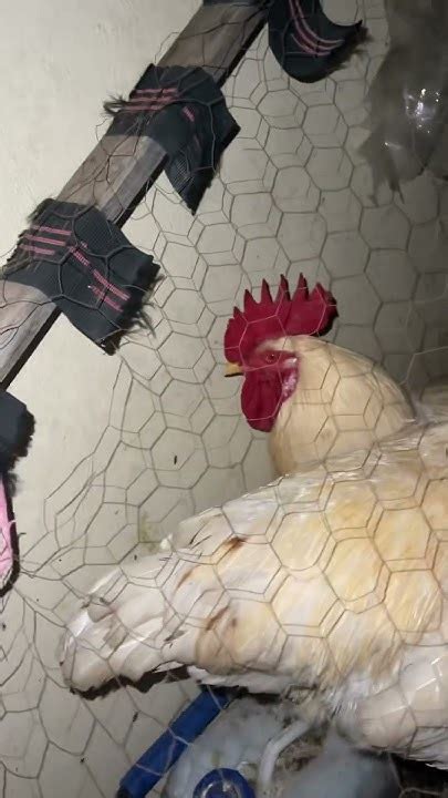 فريكاح عامل عقلو Youtube