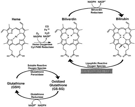 Oxidation Reduction Cycles For Bilirubin And Gsh Lipophilic Reactive Download Scientific