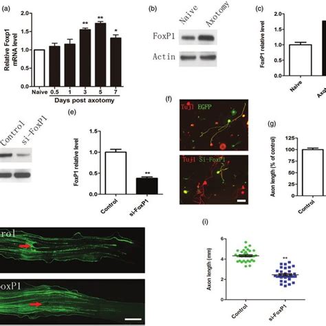 Mir 9 Overexpression Inhibited Axon Regeneration In Adult Sensory