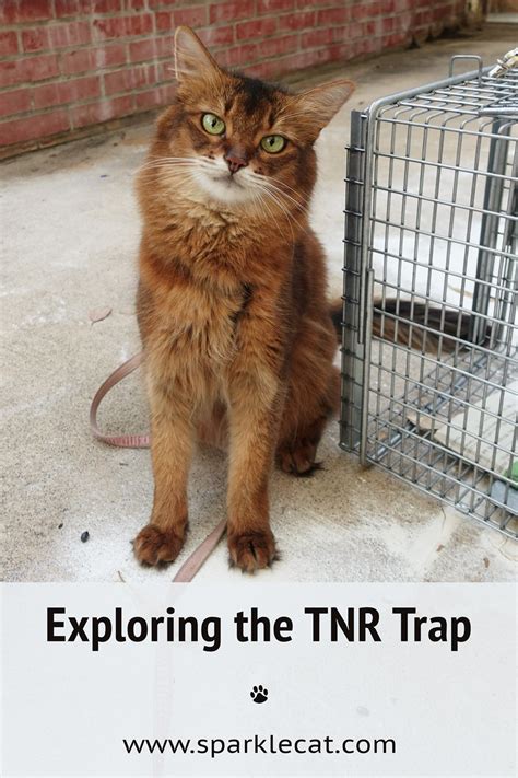 Exploring The Tnr Cat Trap Summers Fabulous Cat Life