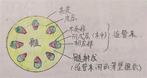 被子植物营养器官的形态结构与发育 哔哩哔哩