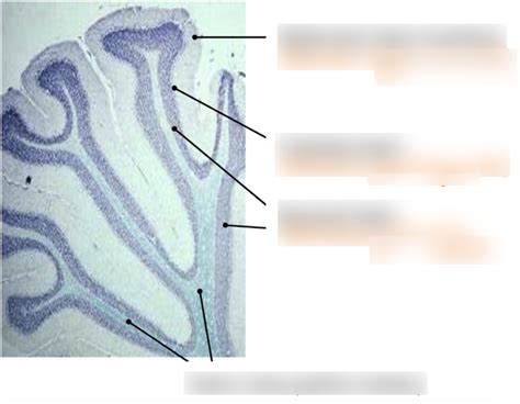 Class 29 Cerebellar Cortex Layers Diagram Diagram Quizlet