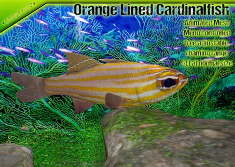 Second Life Marketplace Snowstylz Orange Lined Cardinalfish