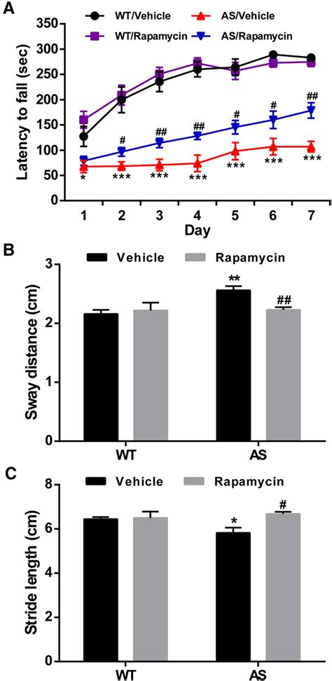 Effect Of Semi Chronic Rapamycin Treatment On Motor Function In Wt And