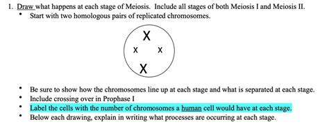 Solved Title Stages Of Meiosis And Chromosome Separation Draw What