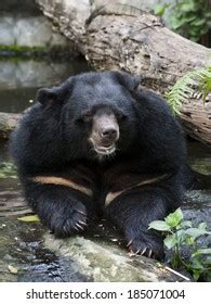 Asiatic Black Bear Stock Photo 185071004 Shutterstock
