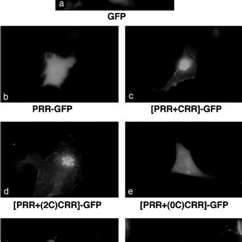 Intracellular Localization Of Gfp Fusion Proteins Cos Cells Were