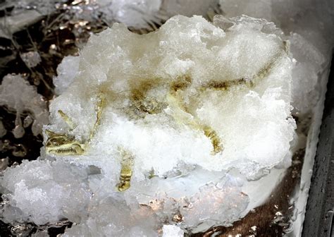 Frozen Gelatin Fossil Excavation And Frozen Gelatin Sensory Play