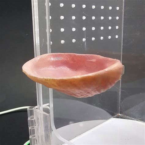 3d Printed Magnetic Conch Shell Jumping Spider Hide Etsy