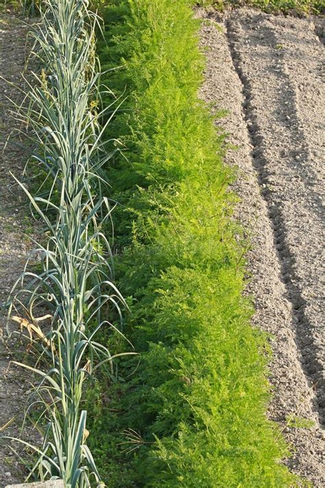 Alignment Of Rows Of Different Vegetables In A Vegetable Garden Stock