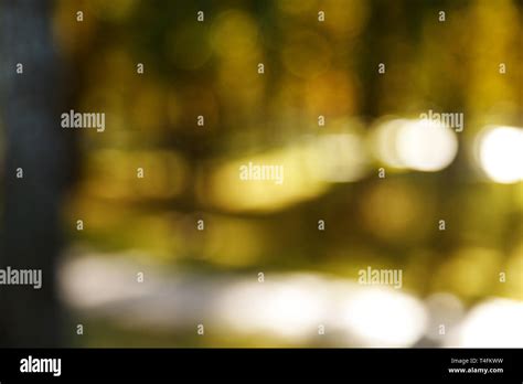 Abstract Blurred Nature Background Forest Trees Sunny Day Sun Glare Bokeh Defocused