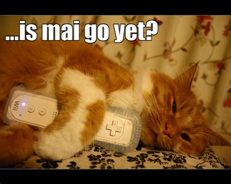 LOLcat By XerxesXS On DeviantArt