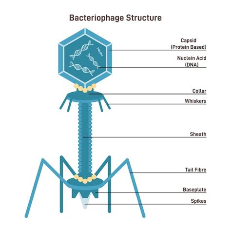 Premium Vector Bacteriophage Structure Microscopic Model Of Virus