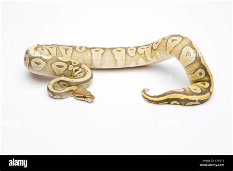 Royal Python Python Regius Hypo Mojave Female Reptile Breeder