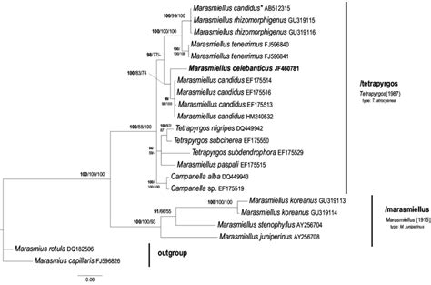 Bayesian Phylogram Obtained From The Its Its S Its Sequences