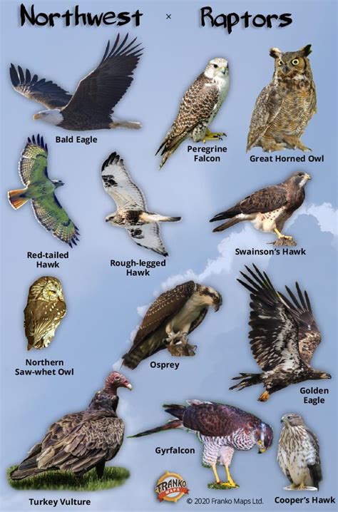 Northwest Raptors Identification Card Franko Maps