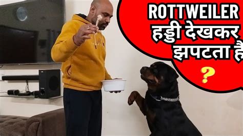 Rottweiler ने चिकन के हड्डी के साथ साथ मेरा अंगूठा भी चबा गया Youtube