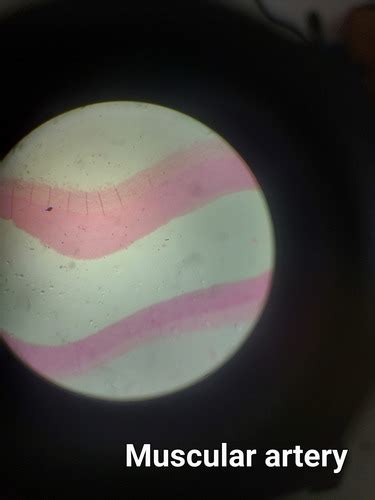 HISTO LAB Flashcards Quizlet