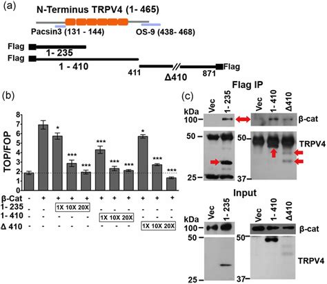 A Shows A Schematic Representation Of The Functional Domains Included