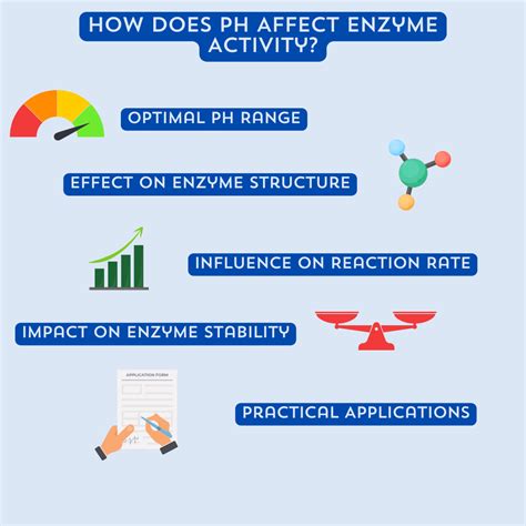 How Does Ph Affect Enzyme Activity World Nutrition