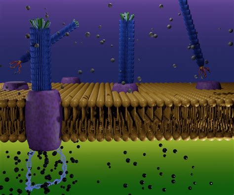 Antibody Phage Display Library Construction Technique Kmd Bioscience