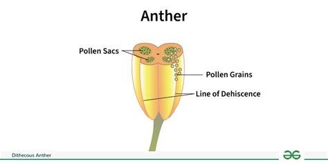 Dithecous Anther Structure Formation And Theca Geeksforgeeks