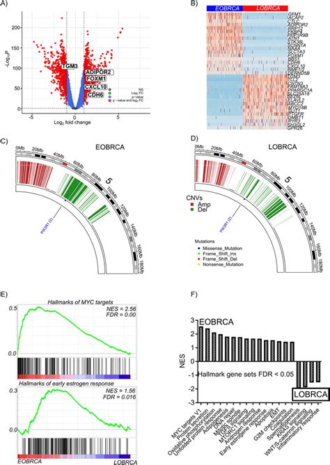 Somatic Copy Number Alterations Affect The Expression Of Tumor