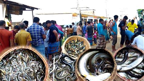 সস্তায় বিক্রয় হচ্ছে বোয়াল বড় বাইমওছোট বাইম মাছ হাকালুকি বাজারে ।