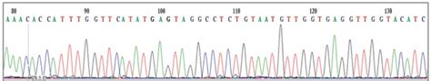 Electropherogram Of The Bioedit Program Showing The Absence Of Download Scientific Diagram