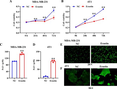 Am879 Induced Autophagy In Mda Mb 231 Cells A Western