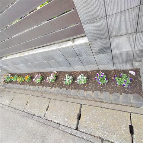 ビオラ増えてきました。〔写真3枚目〕 ゆかぴーさんの日記｜みんなの趣味の園芸20241119