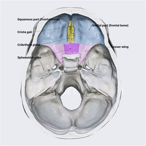 Anterior Cranial Fossa Walls Anatomyapp Anterior Cranial Fossa Walls Anatomyapp