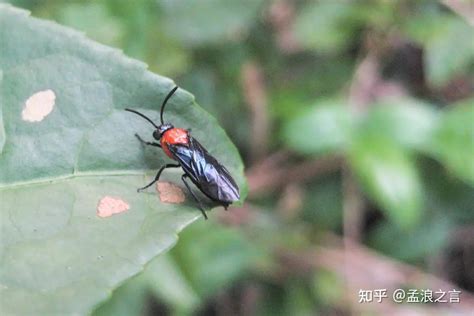 罕见物种现身福建膜翅目昆虫生态摄影展 知乎