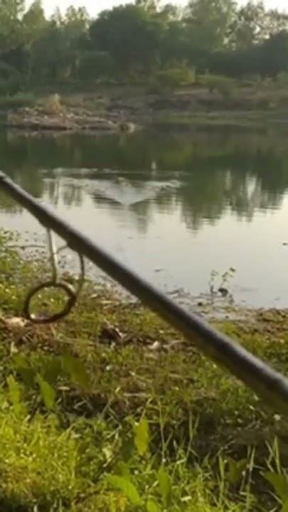 Snakhead Fish Attack Snakhead Fishing Shorts Youtube