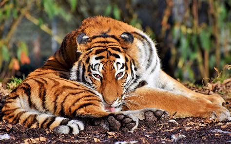 The Problem Of Tigers In Texas More Tigers In Backyards Than In The Wild